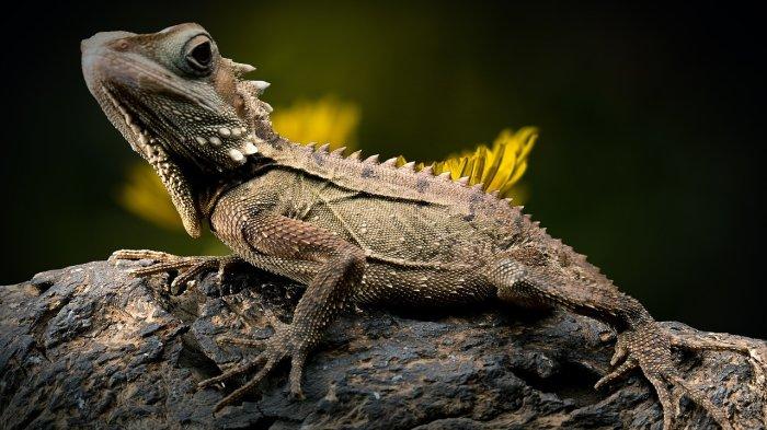 10 Arti Mimpi Tentang Kadal, Pertanda Keinginan yang Sudah Lama ...