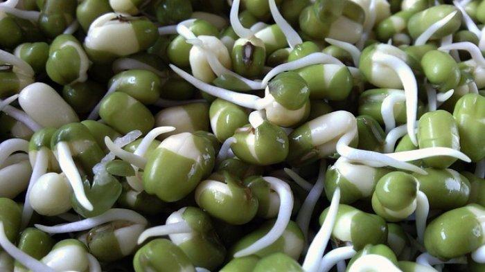 17 Manfaat, Kandungan dan Khasiat Toge , Bukan Cuma Buat Kesuburan Pria ...