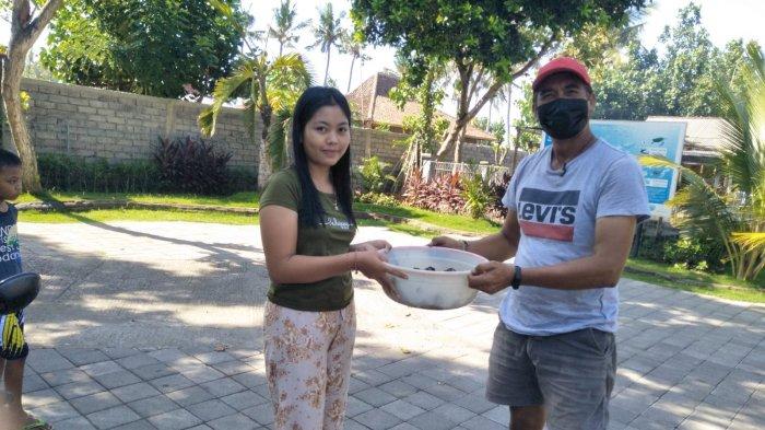 Rawan Jual Telur Penyu untuk Kejantanan, Bisa Ditindak Pidana, 85 Telur Diselamatkan Warga ...