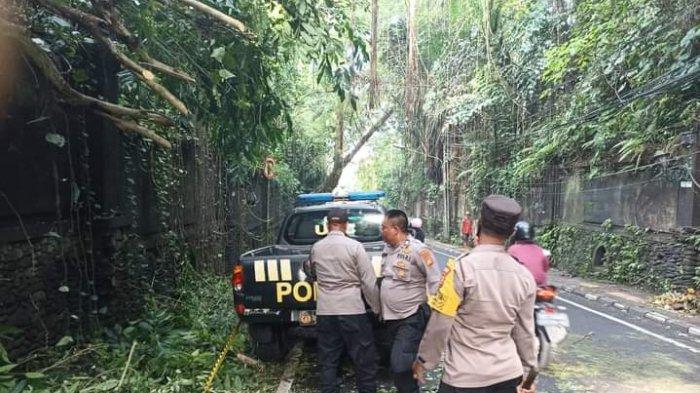 Gerak cepat, Polsek Ubud tangani pohon tumbang jalur wisata Ubud - Tribun-bali.com
