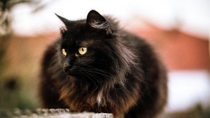 Arti Mimpi Menemukan Kucing Hitam Mati, Pertanda Akan Datangnya Masalah ...
