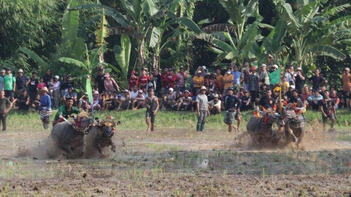 Atraksi Makepung Lampit Miliki Daya Tarik Potensial, Kerap Disaksikan ...