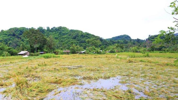 Puluhan Hektar Sawah di Desa Pikat Klungkung Terendam Banjir, Petani Terancam Gagal Panen ...