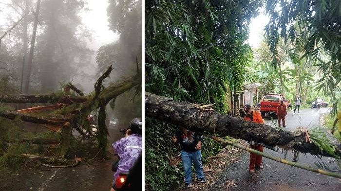Cuaca Buruk Melanda Bangli Sepekan Terakhir, Curah Hujan Tinggi Sebabkan Pohon Tumbang dan ...