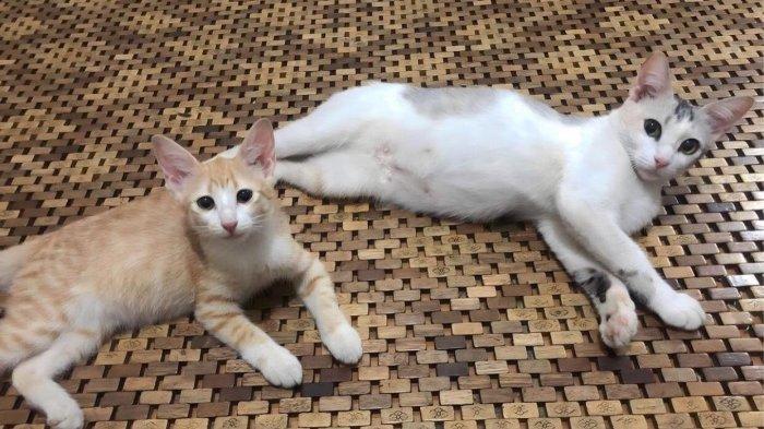 Cat Lovers Wajib Tahu, Berikut Mitos dan Fakta Soal Kucing Serta ...