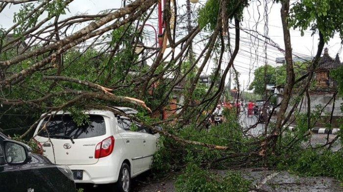 Dampak Hujan Lebat dan Angin Kencang di Gianyar Bali, Sejumlah Pohon Tumbang - Tribun-bali.com