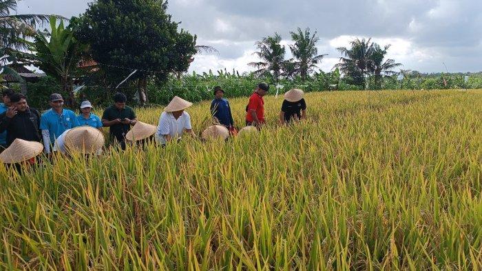 Pariwisata Lebih Diminati Ketimbang Pertanian di Bali, Smart Farming ...