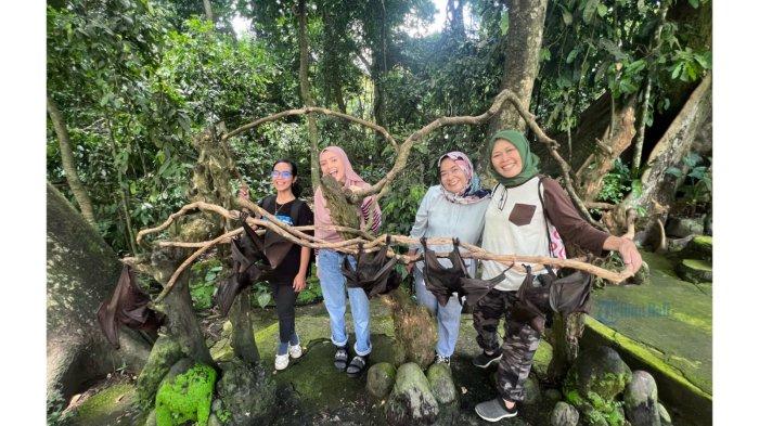 Unik! Kelelawar di Alas Kedaton Tabanan Bali Minum Teh Buah, Kini ...