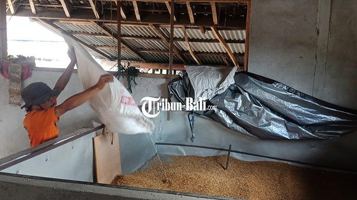 Petani di Bangli Manfaatkan Oven Buatan Sendiri untuk Keringkan Gabah ...