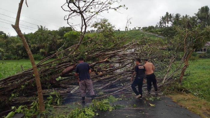 Hujan Intens Guyur Tabanan Bali, Dua Pohon Tumbang Timpa Garase dan Tutup Jalan Desa - Tribun ...