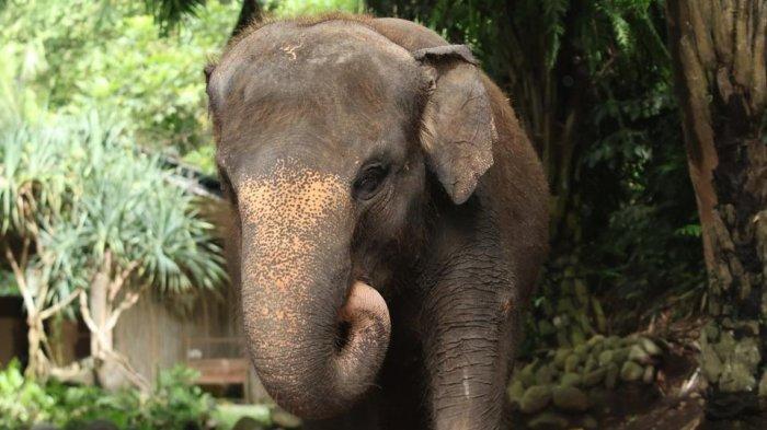 Apa Itu Gajah Moly? Ini Nih Hewan Bali Zoo yang Hanyut Akibat Banjir ...