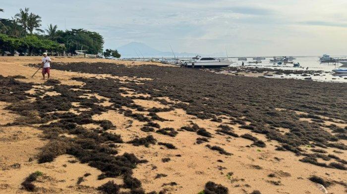 Hamparan Rumput Laut Penuhi Pantai Duyung Sanur Bali, Dulu Dicari ...