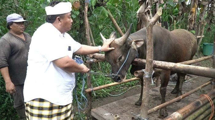 Harapkan Bersaing dengan Sapi Impor, Anggota DPR RI I Nyoman Parta Genjot Program Penggemukan ...