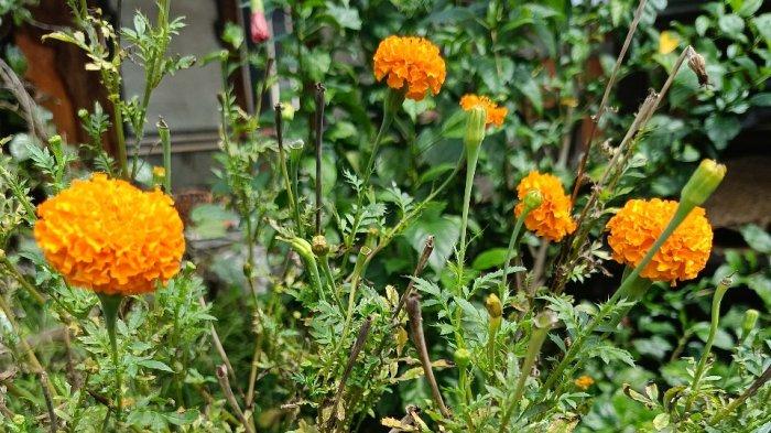 CAPAI Rp 5 Ribu Per 3 Butir, Harga Bunga Gumitir di Gianyar Melejit ...