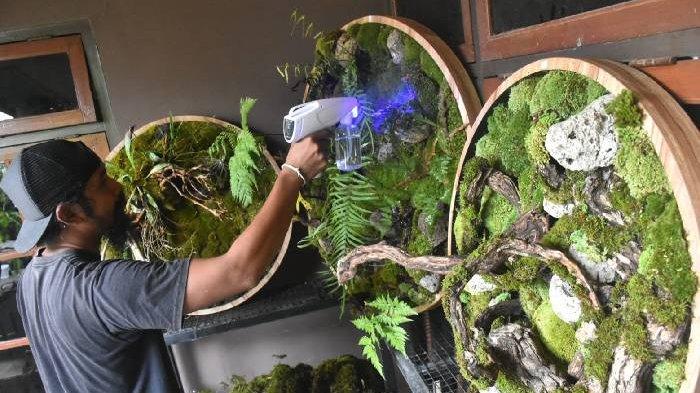 Tekuni Bisnis Pembuatan Moss Wall Art, Susila Putra Raup Sampai Rp 9 ...