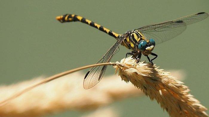 8 Arti Mimpi Tentang Capung, Pertanda Ada Seseorang Menyakiti dengan ...