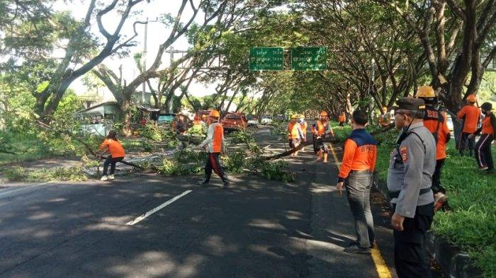 Jadi Jalur Mudik, Pohon Perindang di By Pass Ida Bagus Mantra Mulai ...