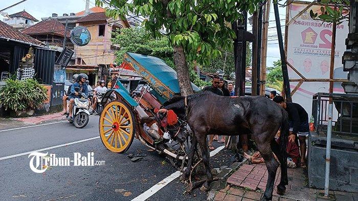 Kuda Tak Bisa Dikendalikan, Dokar Tabrak Pohon di Bali, Kusir Dokar ...