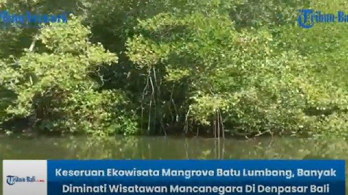 VIDEO Ekowisata Mangrove Batu Lumbang, Banyak Diminati Wisatawan ...