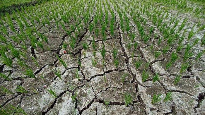 Kekeringan Sawah di Penarungan, BPBD Badung Mulai Kaji Kerugian Petani Dan Terjunkan Tim ...