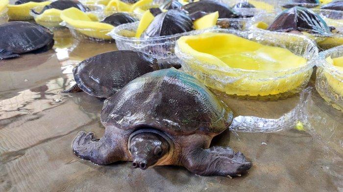 Melestarikan Kura-kura Moncong Babi: Sebuah Kisah Konservasi dan Relokasi - Halaman all - Tribun ...