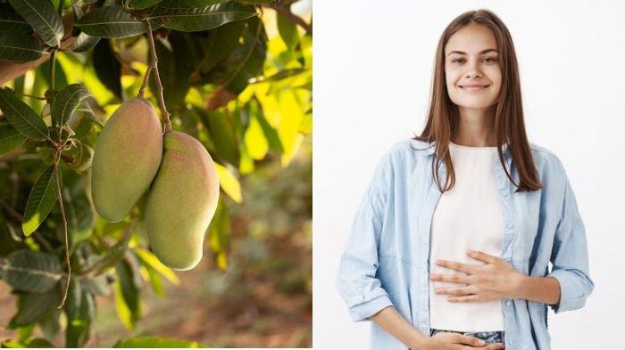 Manfaat Mangga untuk Kesehatan Pencernaan: Serat Tinggi dan Nutrisi Pendukung Alami - Tribun ...