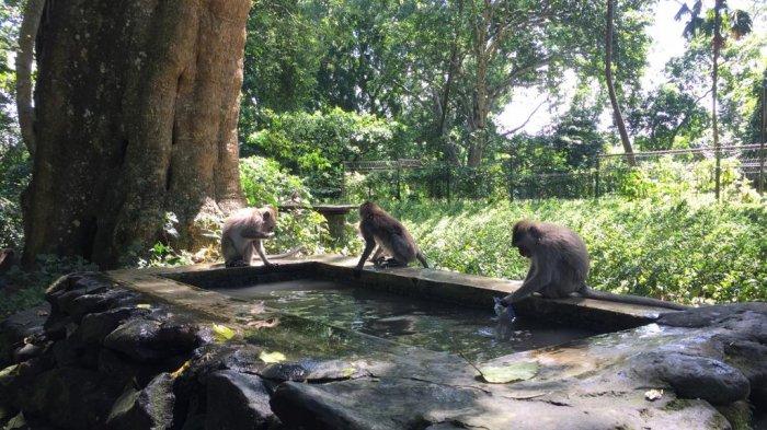 Cegah Rabies! Monkey Forest Ubud Selama Ini Steril Dari Anjing, Monyet ...
