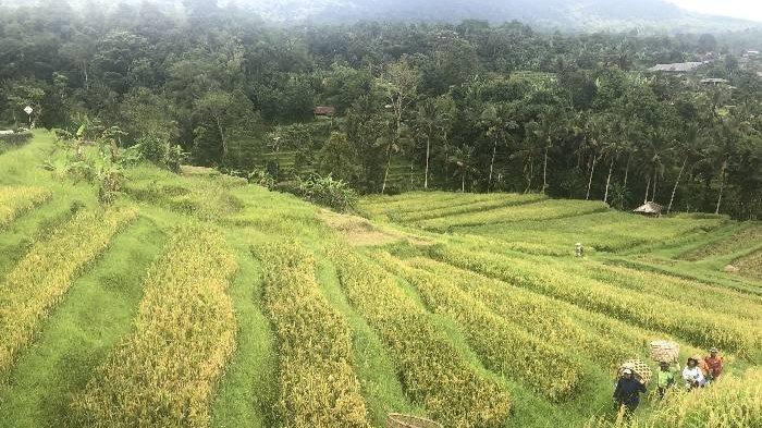 Panen Padi di Jatiluwih, Tabanan, Bali Turun Satu Ton Per Hektare ...