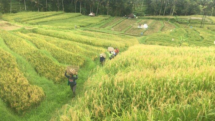 Produksi Gabah di Tabanan Tembus 201 Ribu Ton - Tribun-bali.com