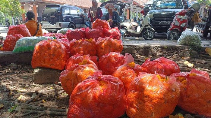 Jelang Galungan, Harga Bunga Gumitir Anjlok Rp 2.500 Per Kilogramnya ...