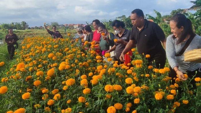 Kelurahan Peguyangan Denpasar Manfaatkan Lahan Kosong di Subak Sembung ...