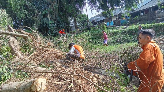 Bencana Pohon Tumbang dan Tanah Longsor Paling Mengancam Di Bangli - Tribun-bali.com
