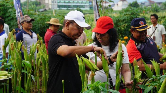 HANYA Butuh Waktu Panen 60 Hari, Pemkab Buleleng Berupaya Perluas ...
