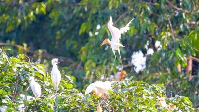 Pendapatan Objek Wisata Kokokan Di Petulu Ubud Bali Bocor, Wisatawan ...