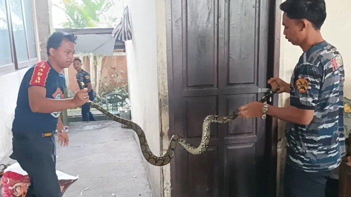 Ular Piton 1,5 Meter Masuk Dapur Warga, Warga Jembrana Diimbau Waspada ...