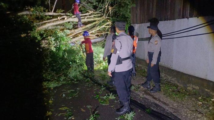 Pohon Tumbang di Uluwatu Bali, Timpa Dua Motor dan Tiang Listrik - Tribun-bali.com