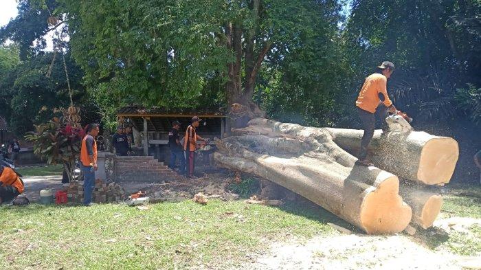 Pohon Pole Ratusan Tahun, Jadi Pohon Tumbang ke 17 Di Tabanan Sejak ...