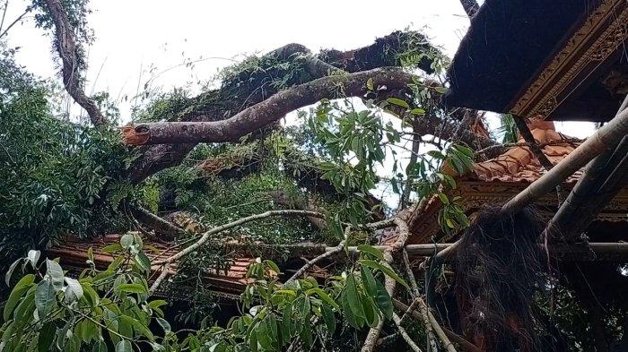 Pohon Berusia Ratusan Tahun Tumbang Menimpa Lima Palinggih, Pengempon ...