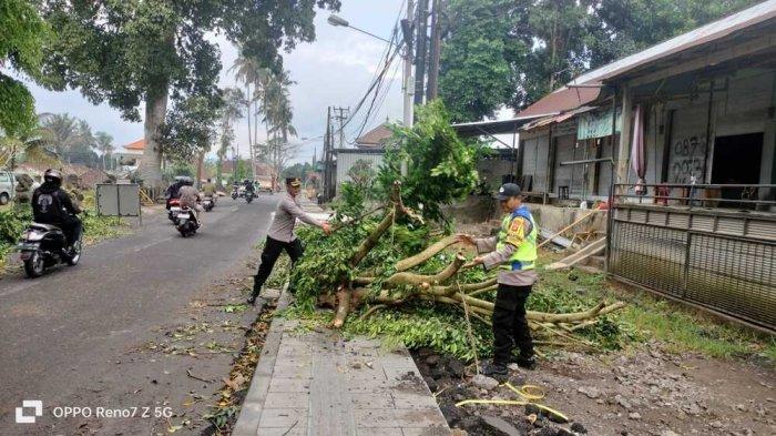 Dilanda Musim Hujan, Pohon Tumbang Mulai Terjadi di Bangli - Tribun-bali.com