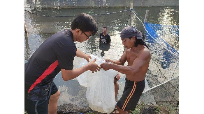 Cara PT. Iambeu Mina Utama Jaga Habitat Perairan, Tebar Ribuan Ikan di Gerokgak - Tribun-bali.com
