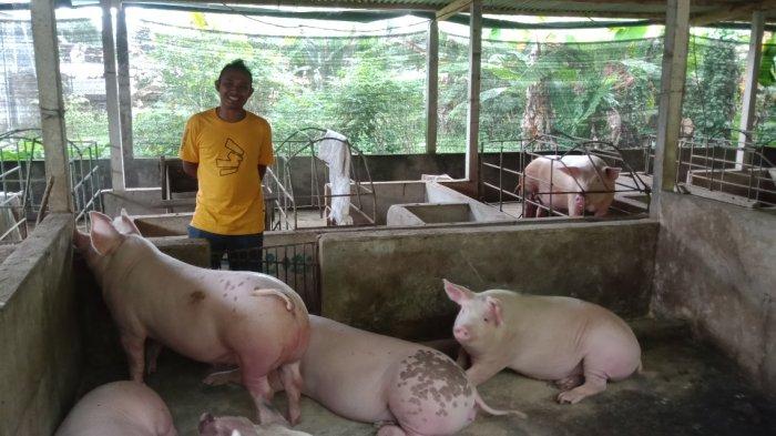 Harga Babi Keluar Bali Anjlok, Peternak Tahan Babi Sampai Harga Normal ...