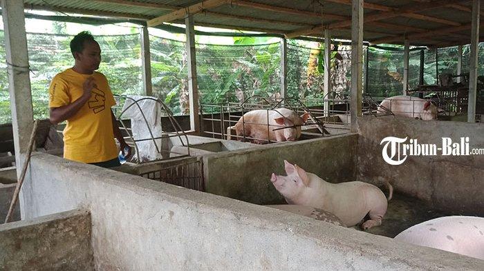Peternak di Bangli Kelimpungan Pelihara Babi Akibat Lockdown Pengiriman ...