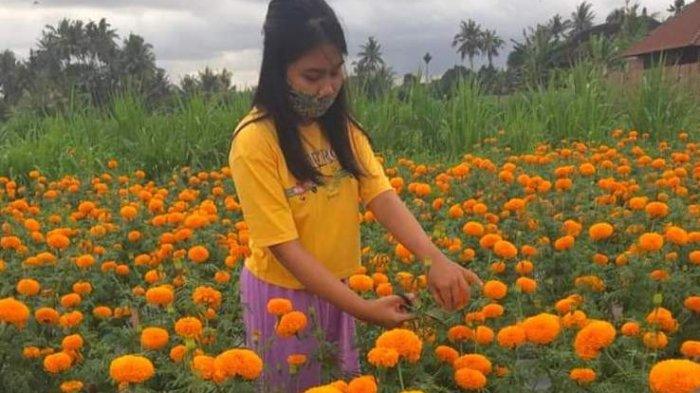 Jelang Galungan Harga Bunga Mulai Naik, Bunga Gumitir Sentuh Angka Rp ...