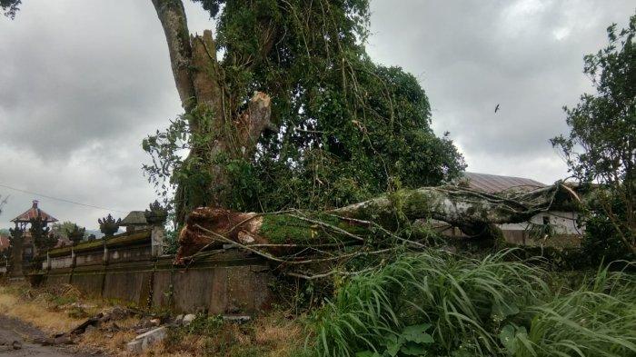 Sepekan Terakhir Bangli Didominasi Bencana Longsor dan Pohon Tumbang - Tribun-bali.com