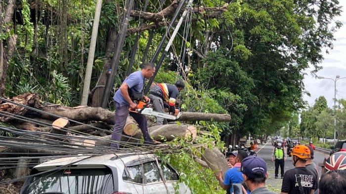 Pohon Tumbang di Bali Akibat Angin Kencang, Polda Bali : Jika Tidak ...