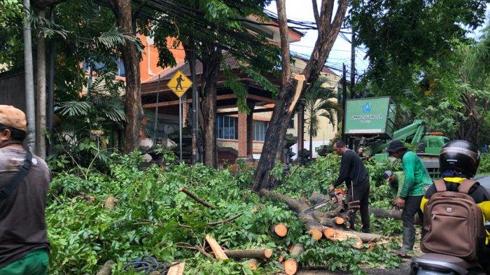 Perompesan Pohon Perindang Rutin Dilakukan DLHK Kota Denpasar Ini ...