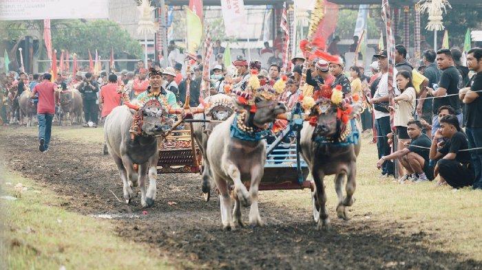 Upaya Pelestarian Budaya Khas Jembrana, 192 Peserta Adu Kecepatan di ...