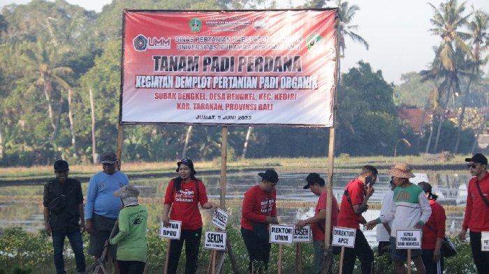 Pemkab Tabanan Bali dan UMM Tanam Pertama Demplot Padi Organik untuk Mewujudkan Ketahanan Pangan ...