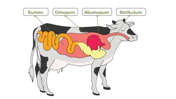 Kunci Jawaban Tema 3 Kelas 5 Halaman 6 7 8 9, Ayo Mengamati: Melengkapi ...