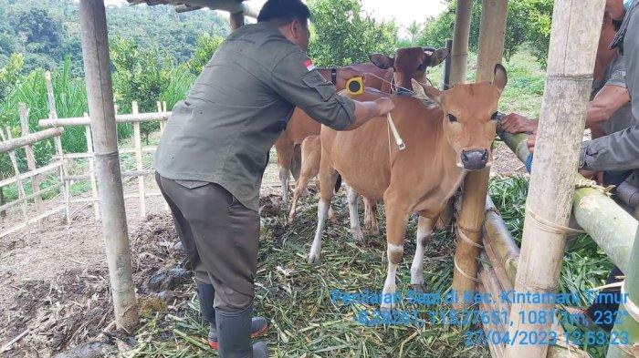 Dinas PKP Gelar Kontes Sapi Bali Berhadiah Puluhan Juta Rupiah - Tribun ...